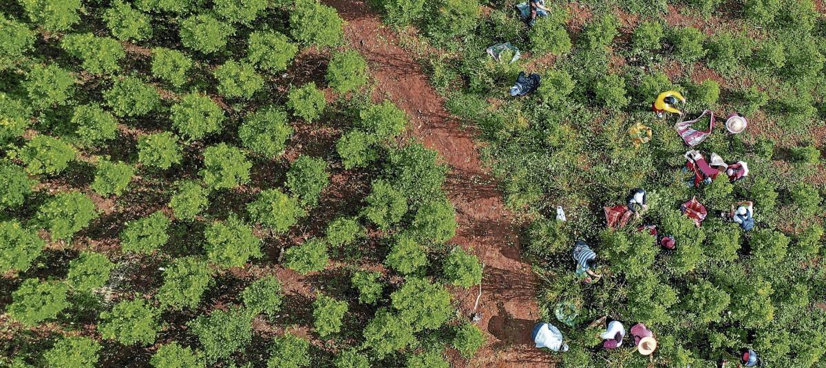 Matas de coca gigantes: así los narcos han incrementado la producción