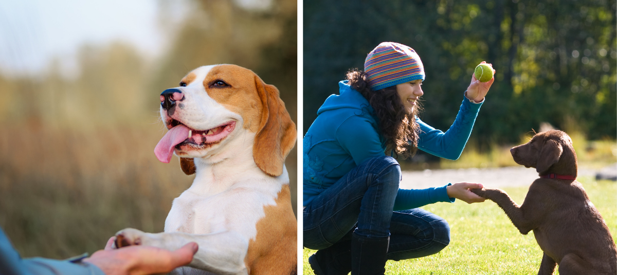 ¿Cuándo es el momento ideal para adiestrar a un perro?