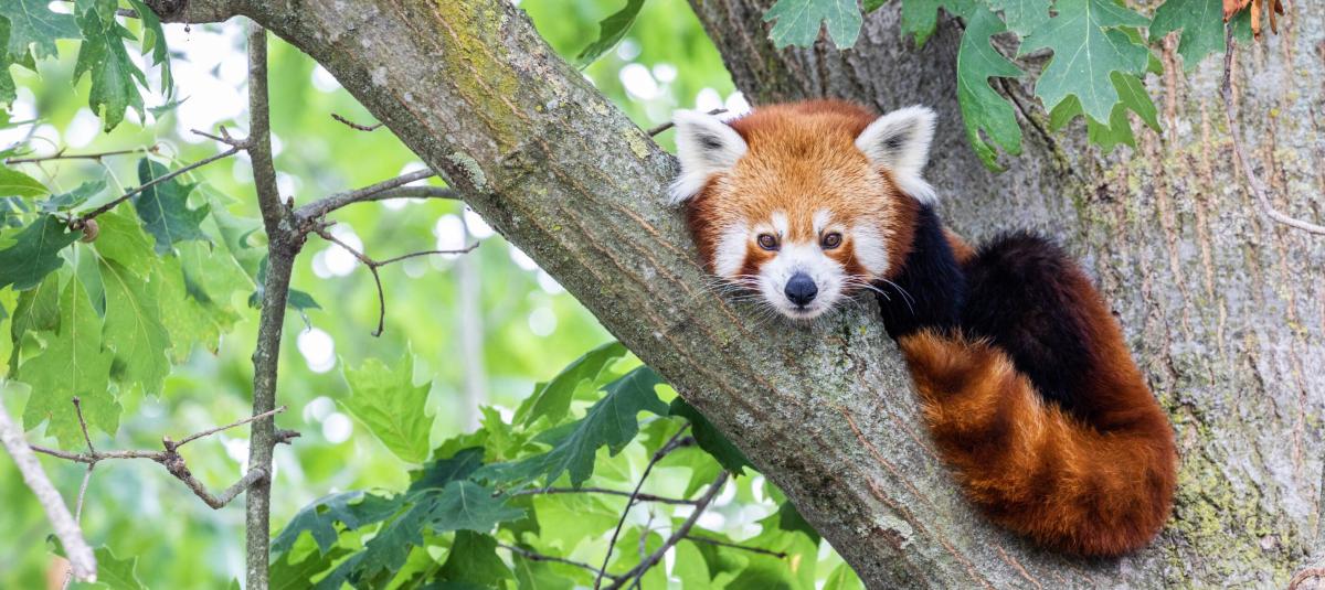 Panda rojo: conozca este adorable animal que está en peligro de extinción