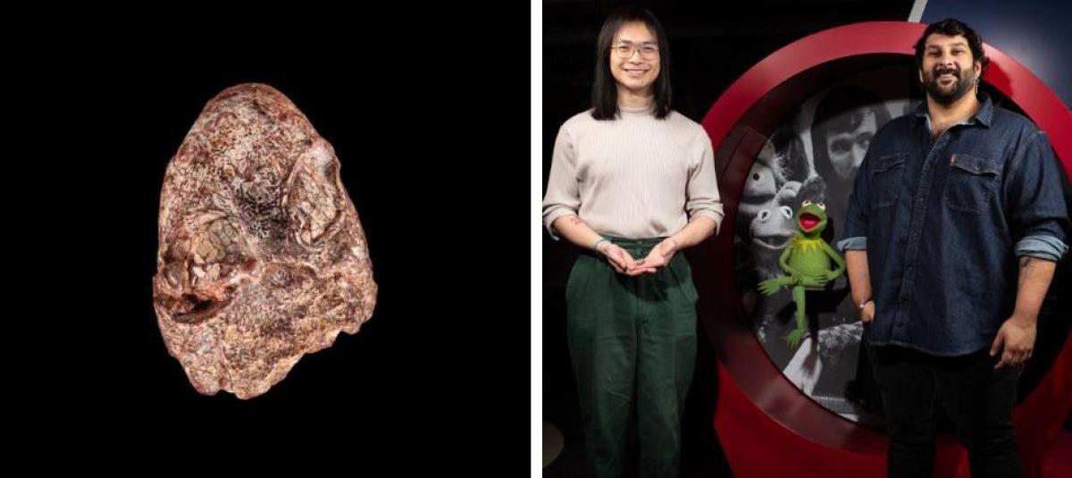 Hallan fósil de la 'rana René': un anfibio de más de 270 millones de a