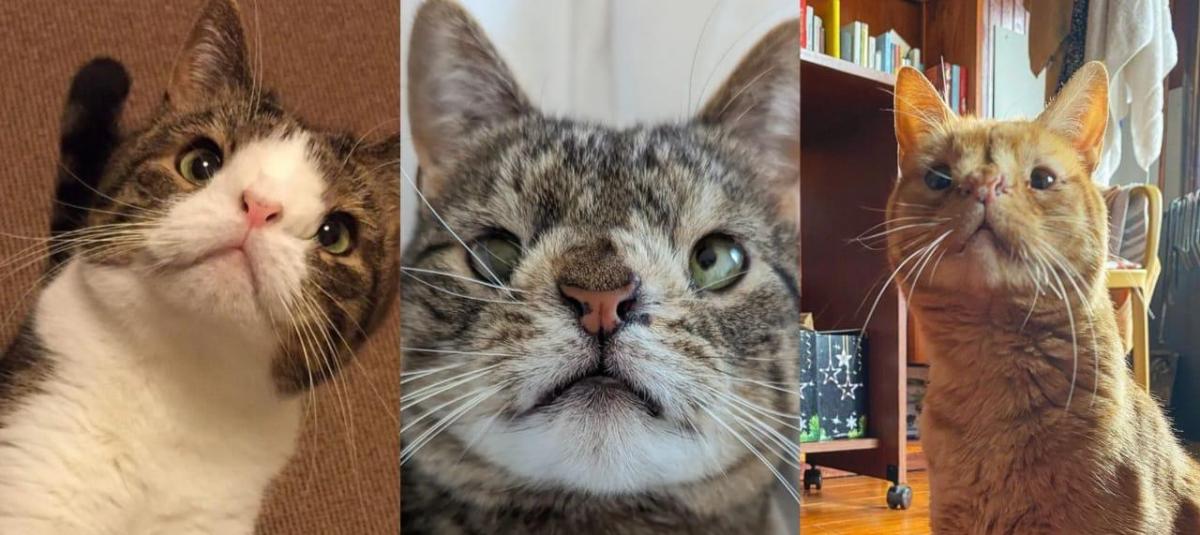 ¿Gatos con síndrome de Down?, síntomas y todo sobre esta condición genética