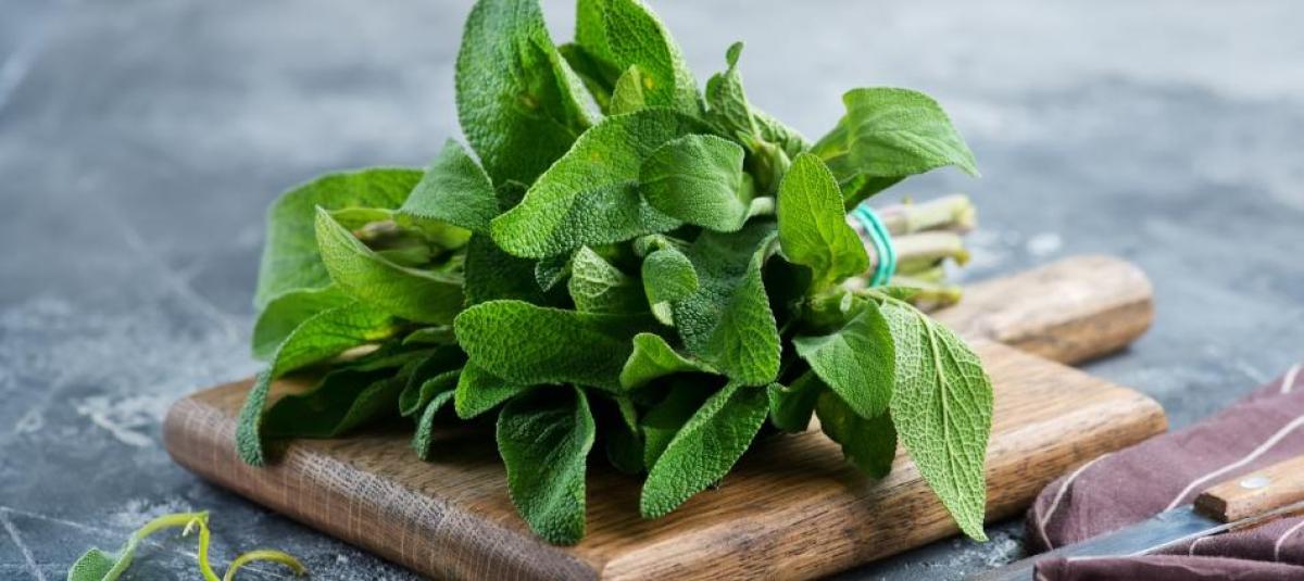 Plantas medicinales que ayudan a mejorar la memoria - MasPlantillas