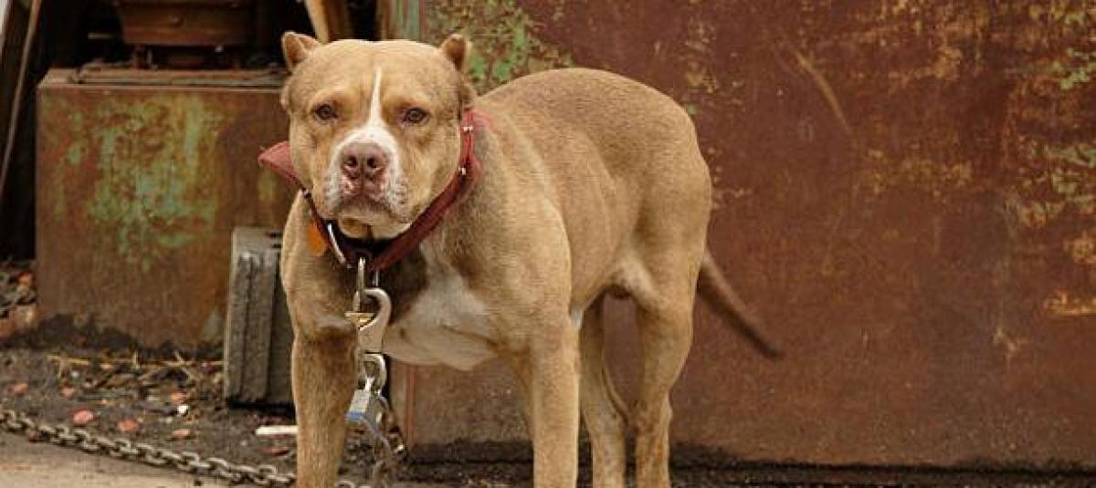 Perro pitbull mató a abuela de 80 años en Puerto Tejada: su esposo ...