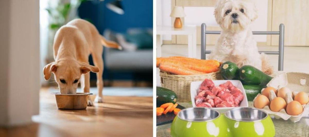 Alimentos naturales que son buenos para su perro o gato: huevo y zanahoria
