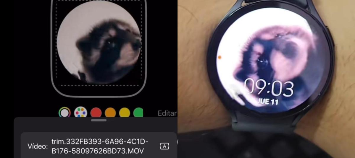 Video: así puede poner al mapache de 'Pedro, Pedro, Pedro' moviéndose ...