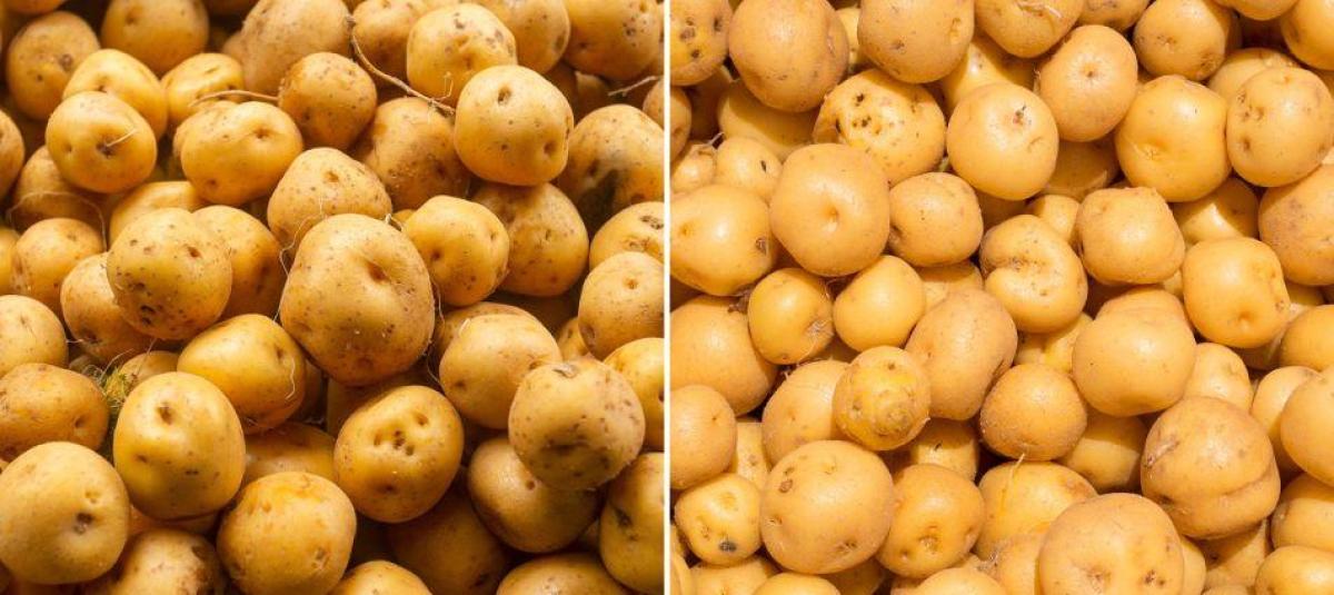 La papa criolla fue elegida como la tercera mejor del mundo, según ...