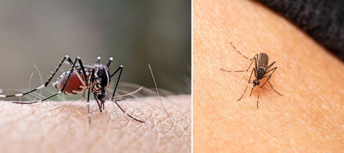 ¿Cómo es el mosquito que transmite el dengue? Aprenda a diferenciarlo ...