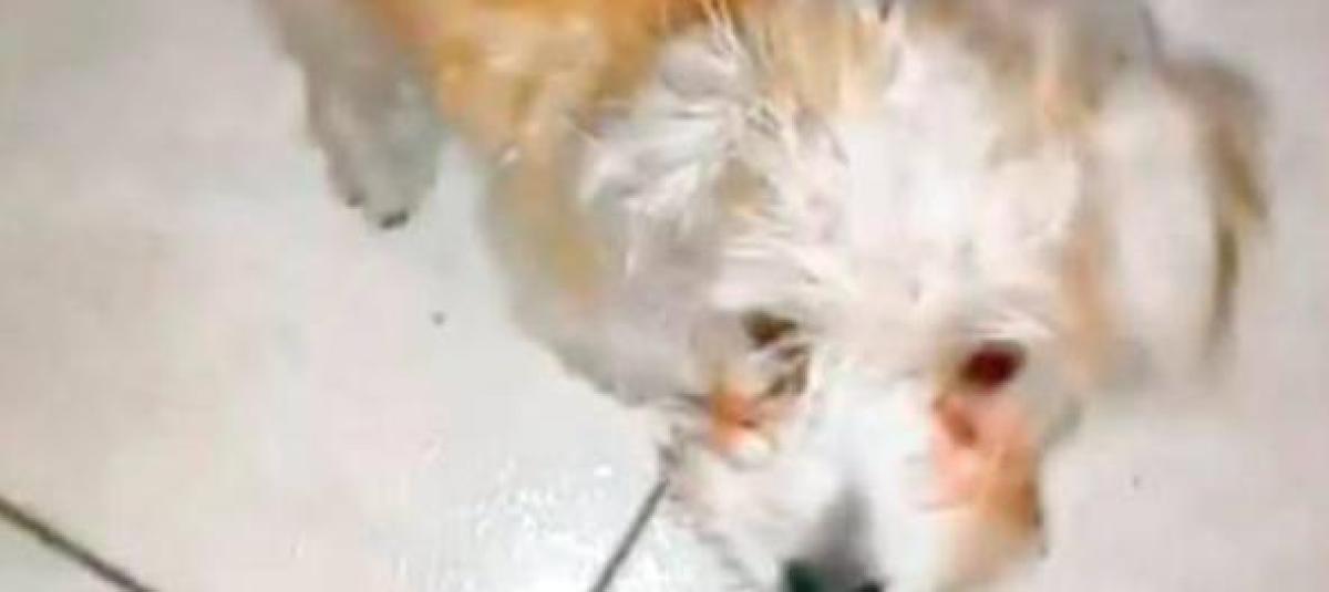 Perro fue lanzado desde un piso 12 en Antioquia por venganza por pelea ...