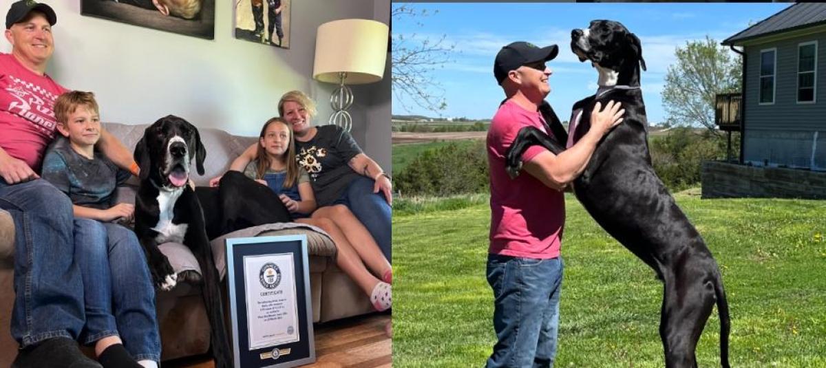 Kevin, el perro más alto del mundo, murió una semana después de romper ...