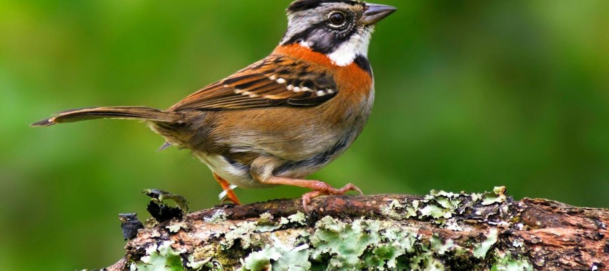 ¿Por qué los copetones están desapareciendo de Bogotá y la sabana?