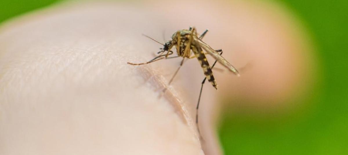 Dengue puede disparar síntomas de depresión: ¿cuál es la relación entre ...