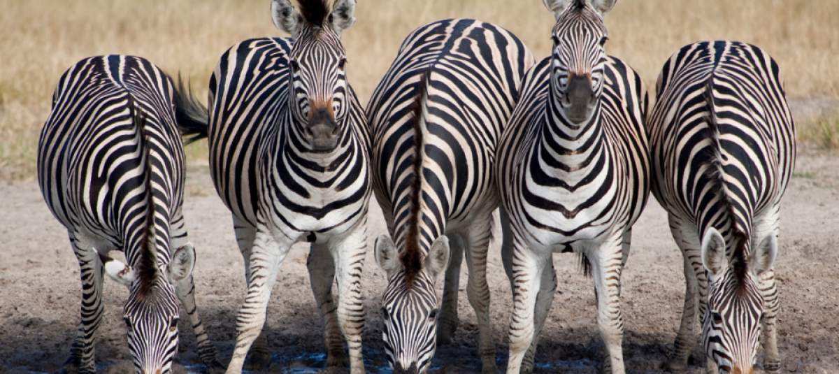 Esta es la razón por la que animales idénticos pueden tener genomas ...