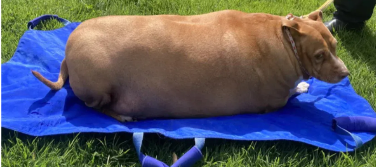 Los peligros de la obesidad y el sobrepeso en las mascotas: sugerencias ...