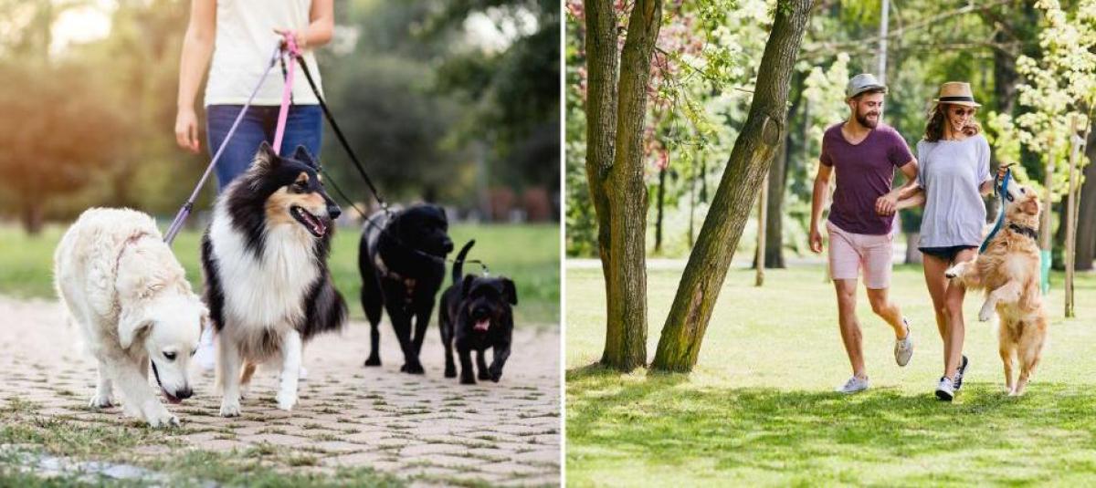 Este es el tiempo indicado para pasear a su perro, según la raza y edad