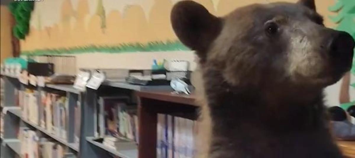 California: (video) un oso se metió a una escuela y desató el pánico