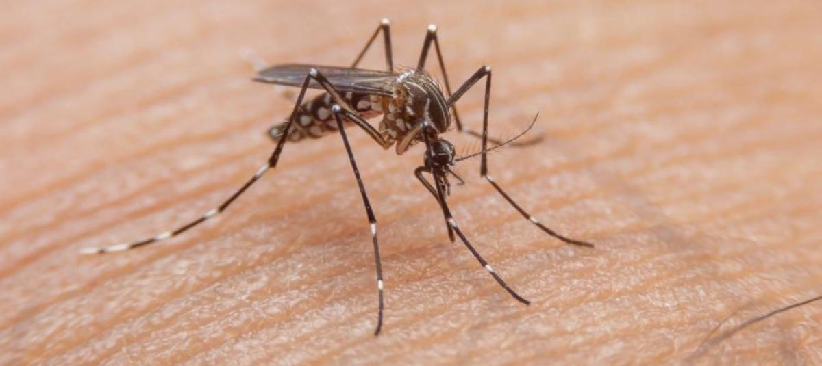 Dengue: cómo saber si una persona ya lo tuvo y qué debe hacer
