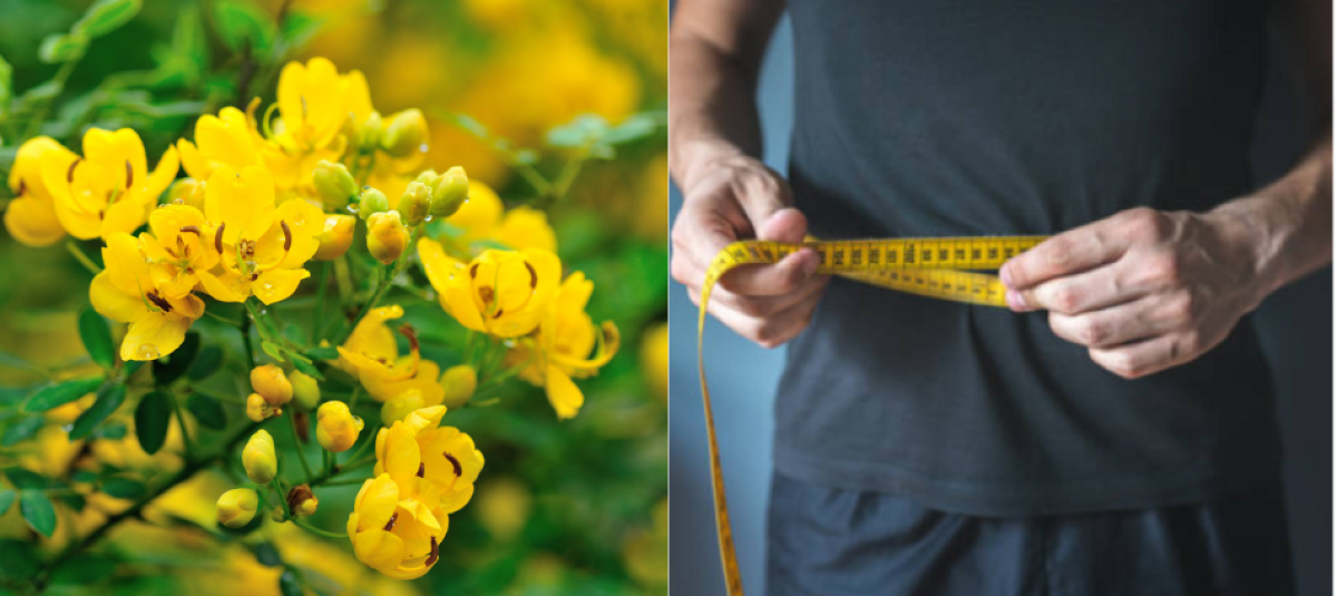 Beneficios y contraindicaciones del Sen: combate el estreñimiento y ...