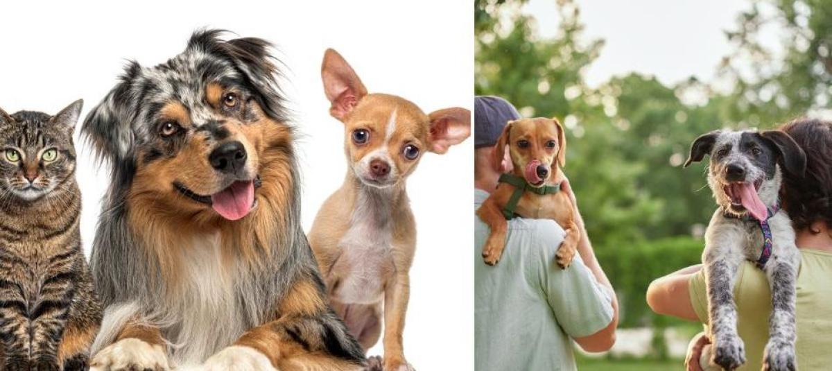 El país que tiene más mascotas que niños: esta es la curiosa razón