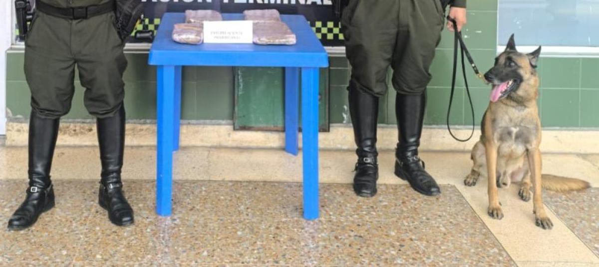 el perro Pastor Alemán que combate el narcotráfico en Cartagena