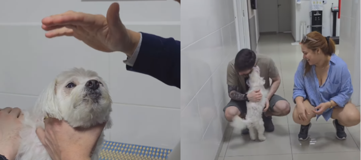 Perro quedó ciego y tuvo que ser operado de cataratas: reacción al ver ...