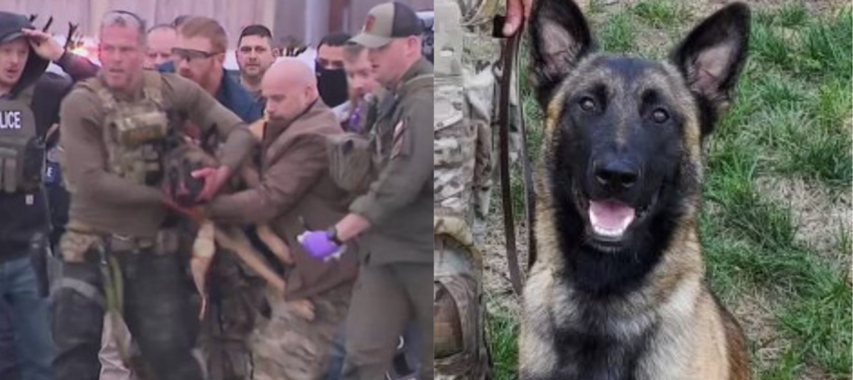 Video | Este es Rocky, el perro K9 que fue herido en un operativo tras olfatear a un criminal ...