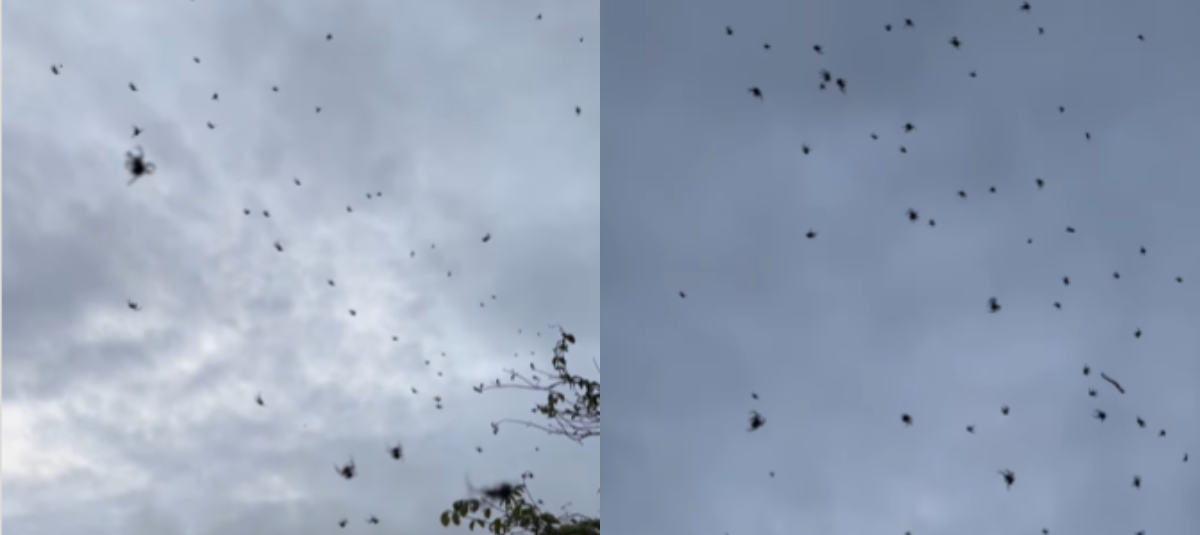 Video | Así fue la 'lluvia de arañas' que se presentó en Brasil ...