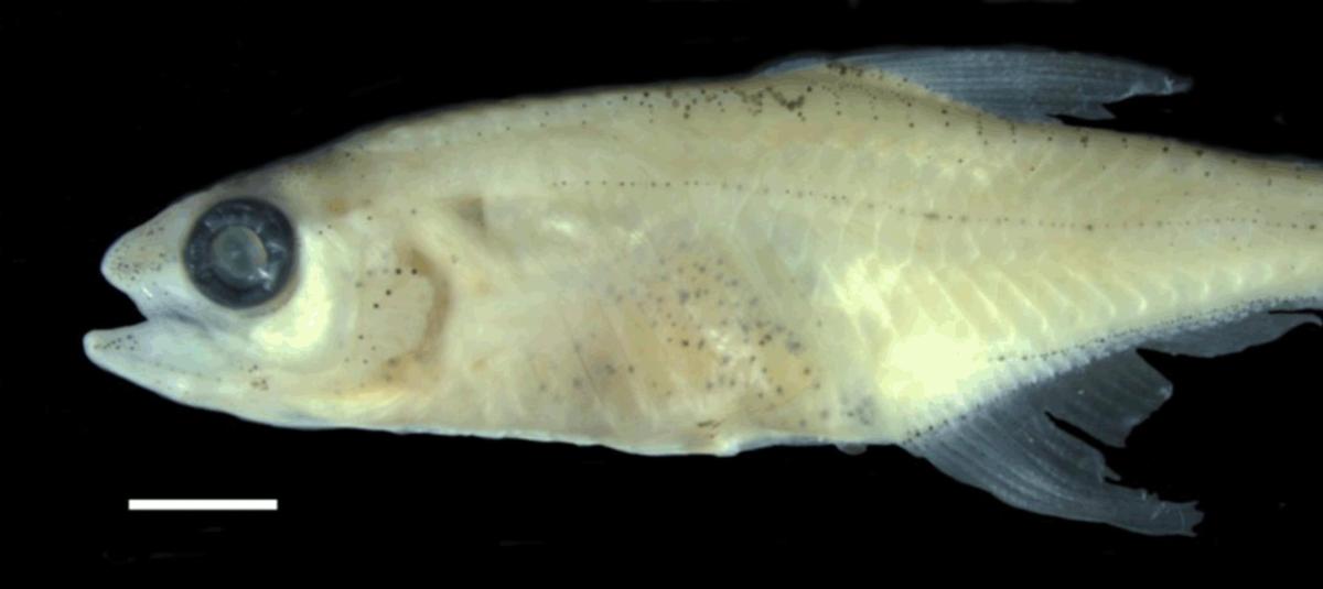 Descubren nueva especie de pez miniatura en el río Putumayo: estas son ...