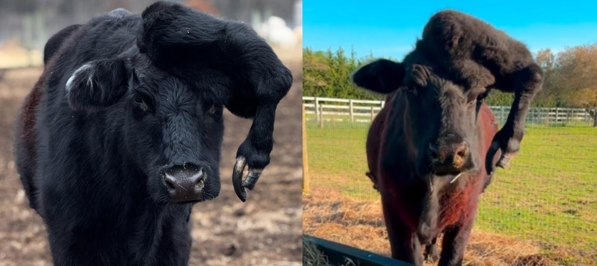 Ella es ‘Manny’, la vaca con una pata en la cabeza que se salvó del ...