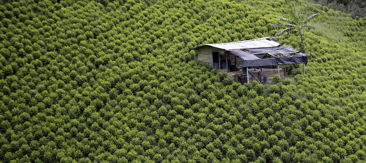 DEA advierte sobre la creciente amenaza de la coca a nivel global ...