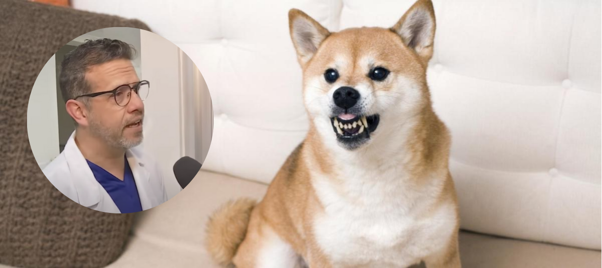 Cómo identificar un perro agresivo: veterinario explica señales de ...