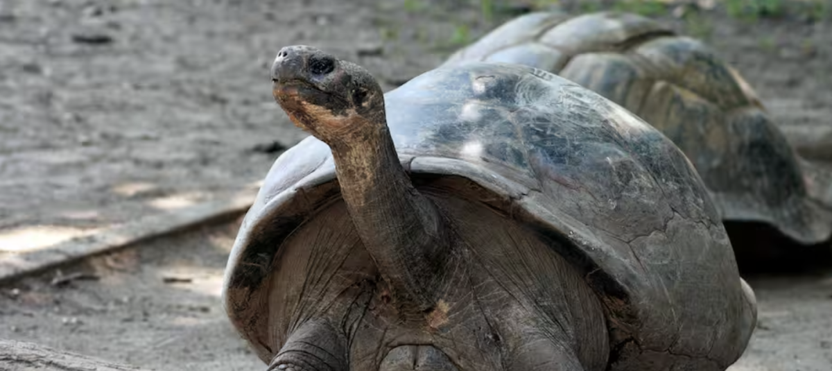 Tortuga de 100 años de edad tuvo varias crías y la ciencia salta de ...