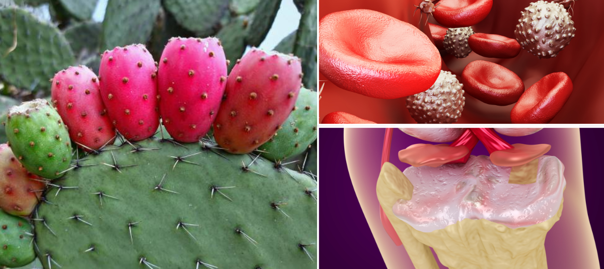 La fruta morada que es una aliada para el azúcar en la sangre: previene ...