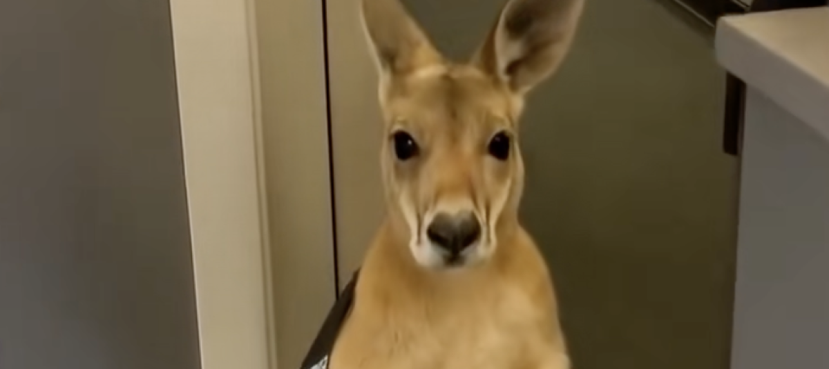 La historia detrás del video viral de un canguro de soporte emocional ...