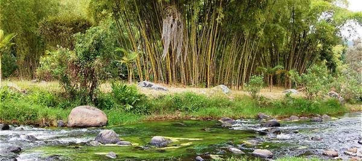 Espuma en el río Quindío genera alerta en el departamento