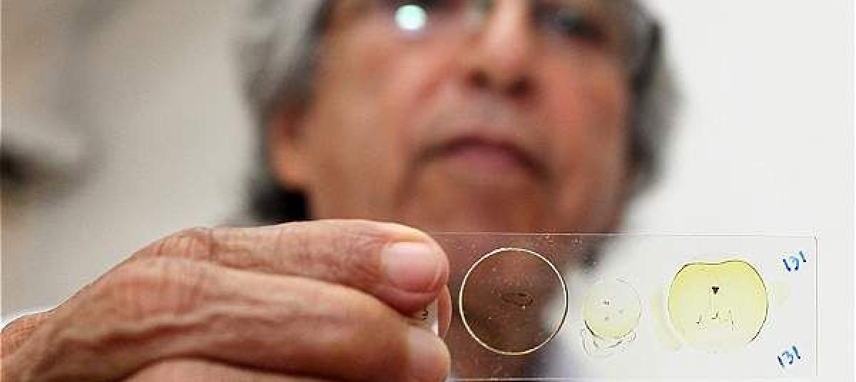 Nuevo insecto en Univalle