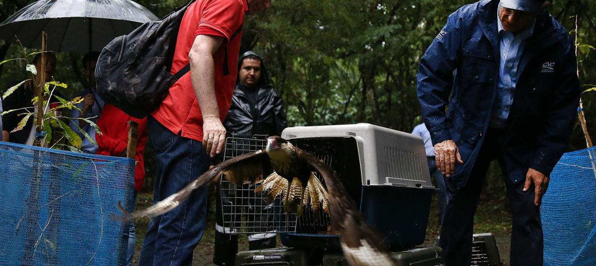 Liberación de aves en el Día Mundial de la Vida Silvestre