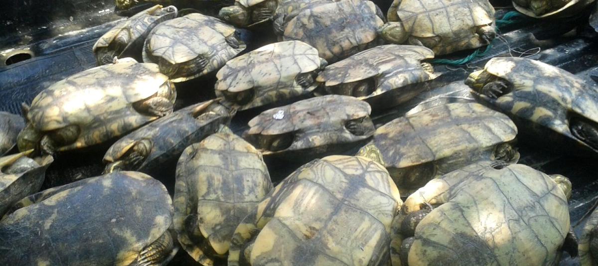 La Tortuga Sudamericana Gigante reaparece en ríos de la Amazonía brasileña