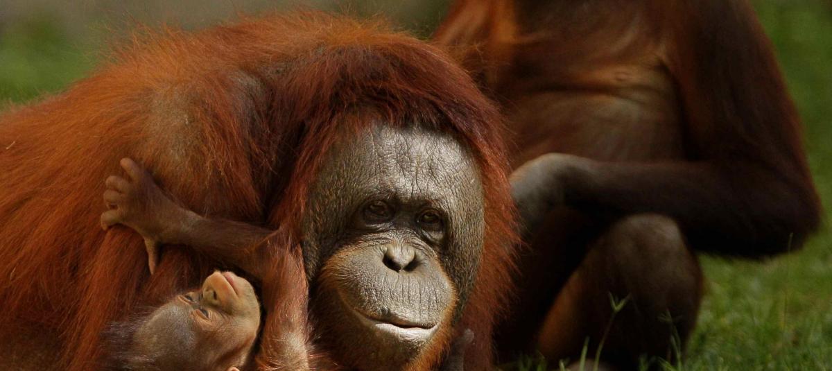 Hallan primate que podría revelar la relación de los simios y los humanos
