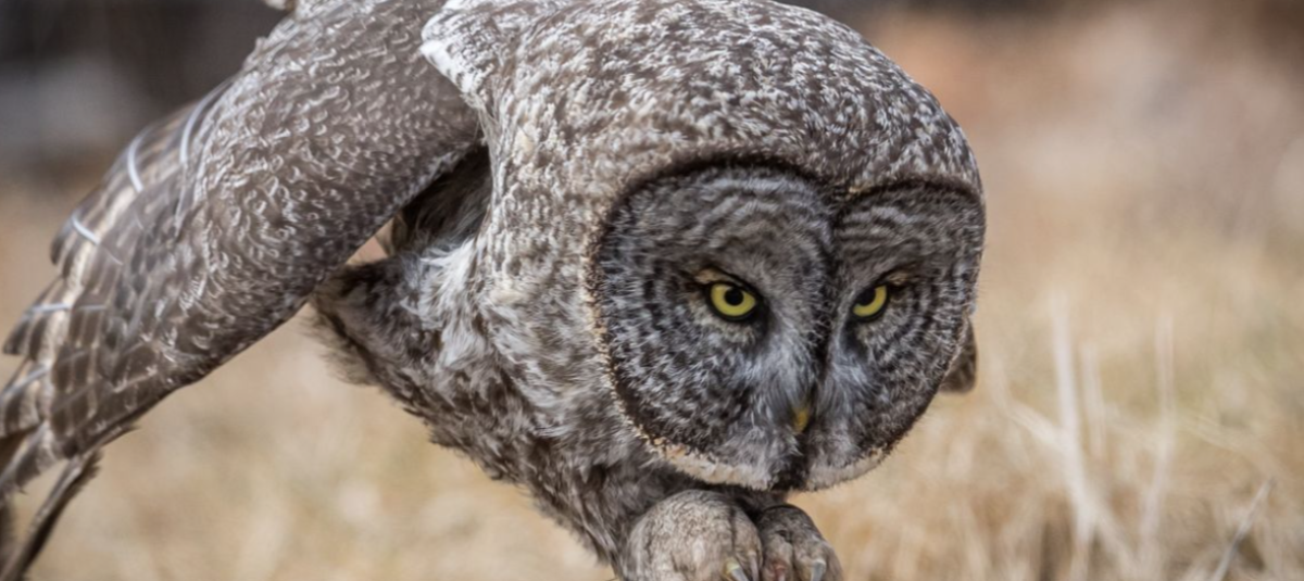 Búho escapa del zoológico y se vuelve famoso en Nueva York