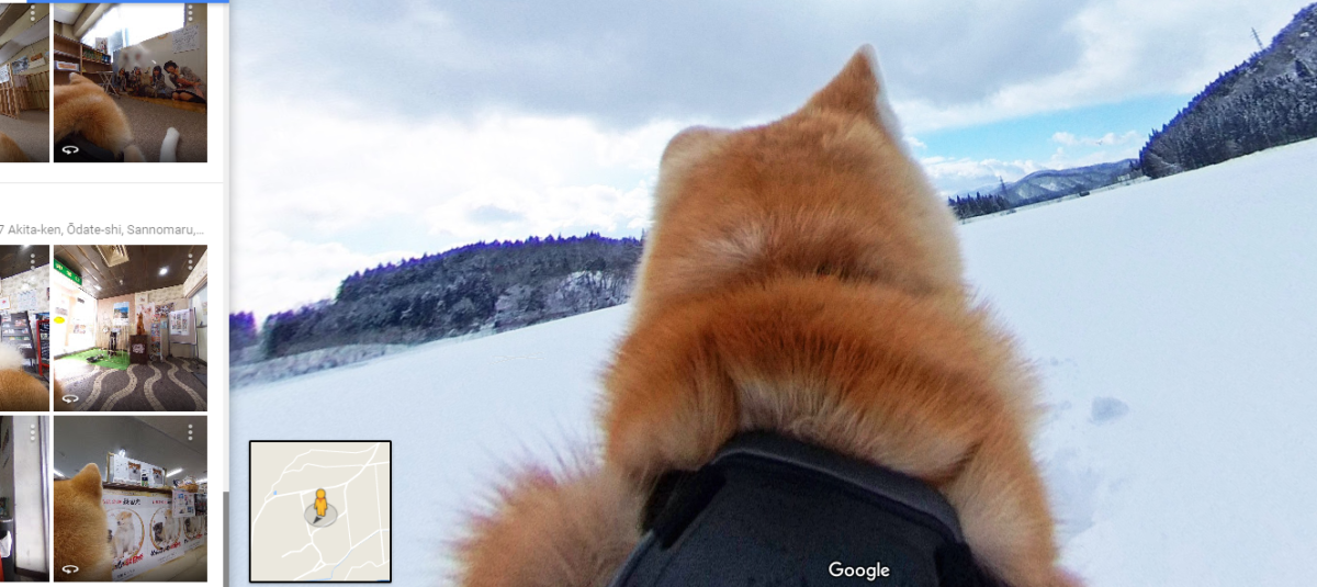 Perros, gatos y hasta ovejas, protagonistas de 'Street View'