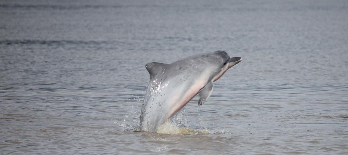 ¿Por qué murieron 110 delfines rosados en el Amazonas de Brasil? Clima ...