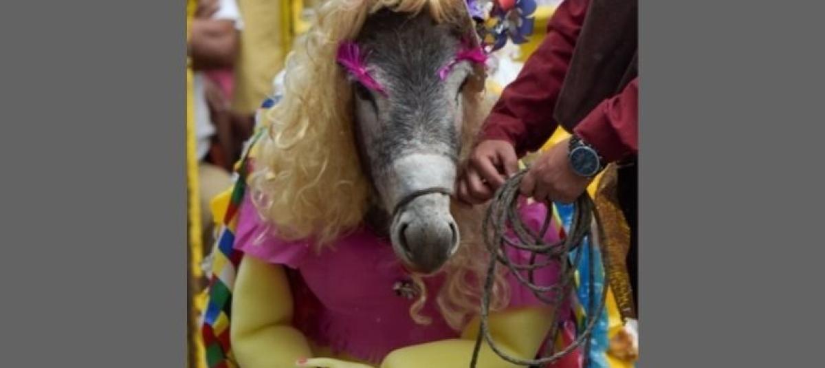 Asno gana el Reinado del Burro