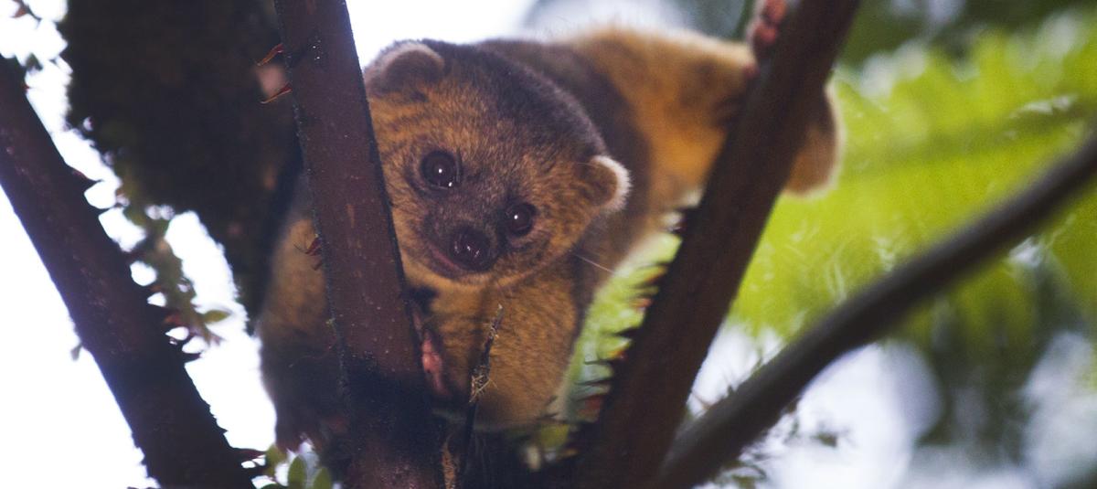 La Olinguito que regresó a las montañas antioqueñas