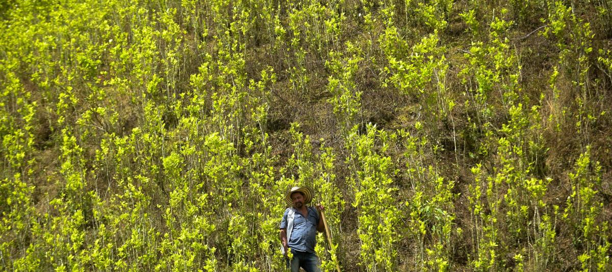 Investigación científica busca modificar matas de coca para frenar ...