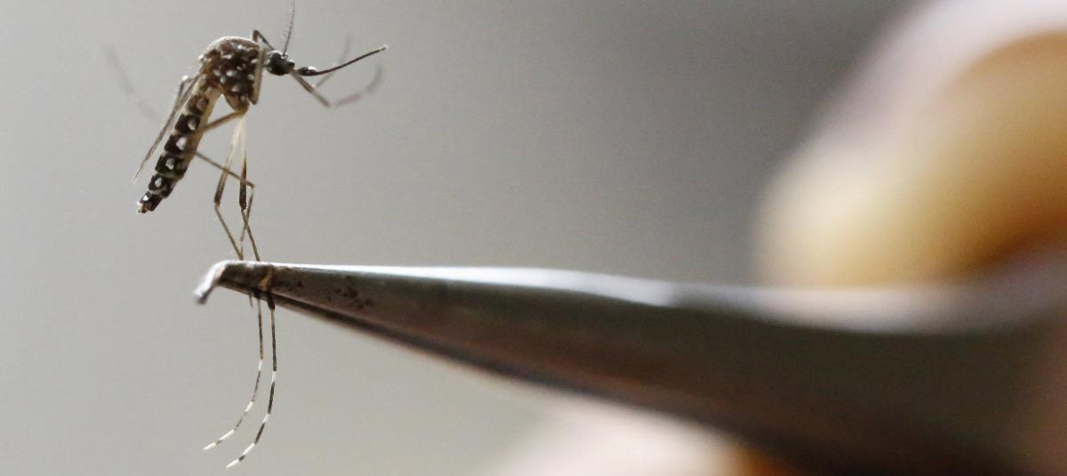 Colombia fortalece programas contra enfermedades transmitidas por mosquitos
