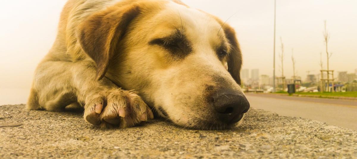 Expareja fue a comisaría de familia para definir custodia de su perra