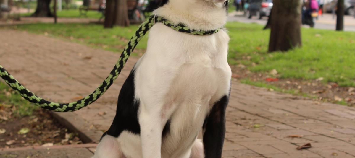 ¿Por qué los perros montan a otros o a humanos?