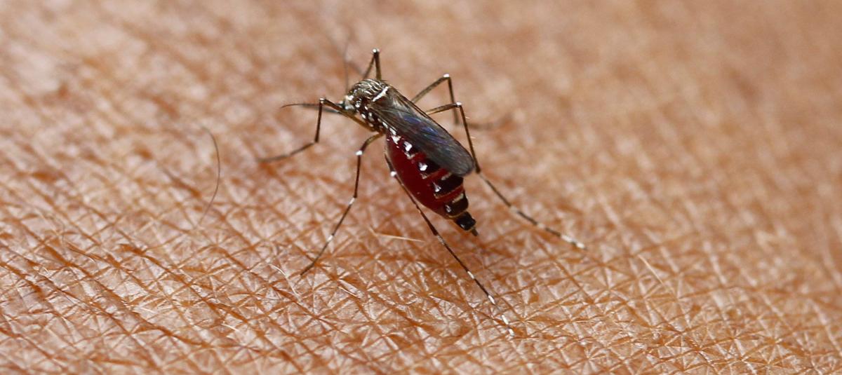 Científica colombiana descubre virus ‘buenos’ en mosquito Aedes aegypti ...