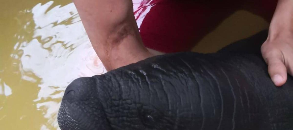 Estos manatíes bebés del Amazonas necesitan leche y reciben donaciones