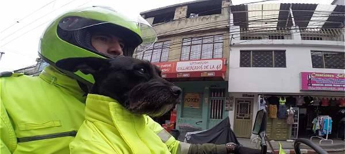 Perro Ñero de la Policía murió en Barranquilla